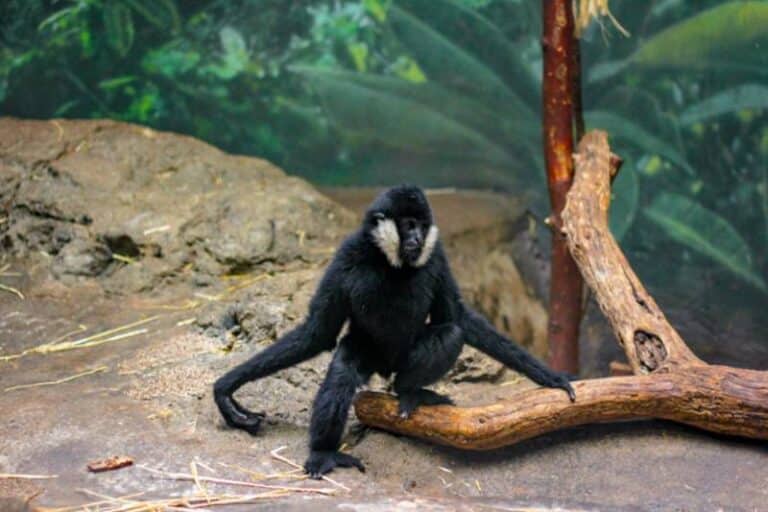 4 días en Chicago: El mejor itinerario 2026 | Touristear Travel Blog